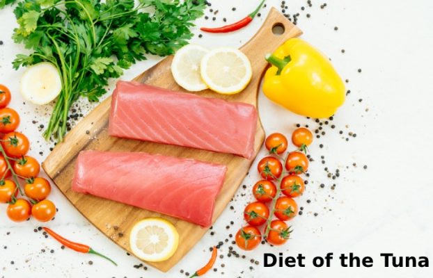 Tuna Fish – Description, Interesting Facts, Habitat, and More
